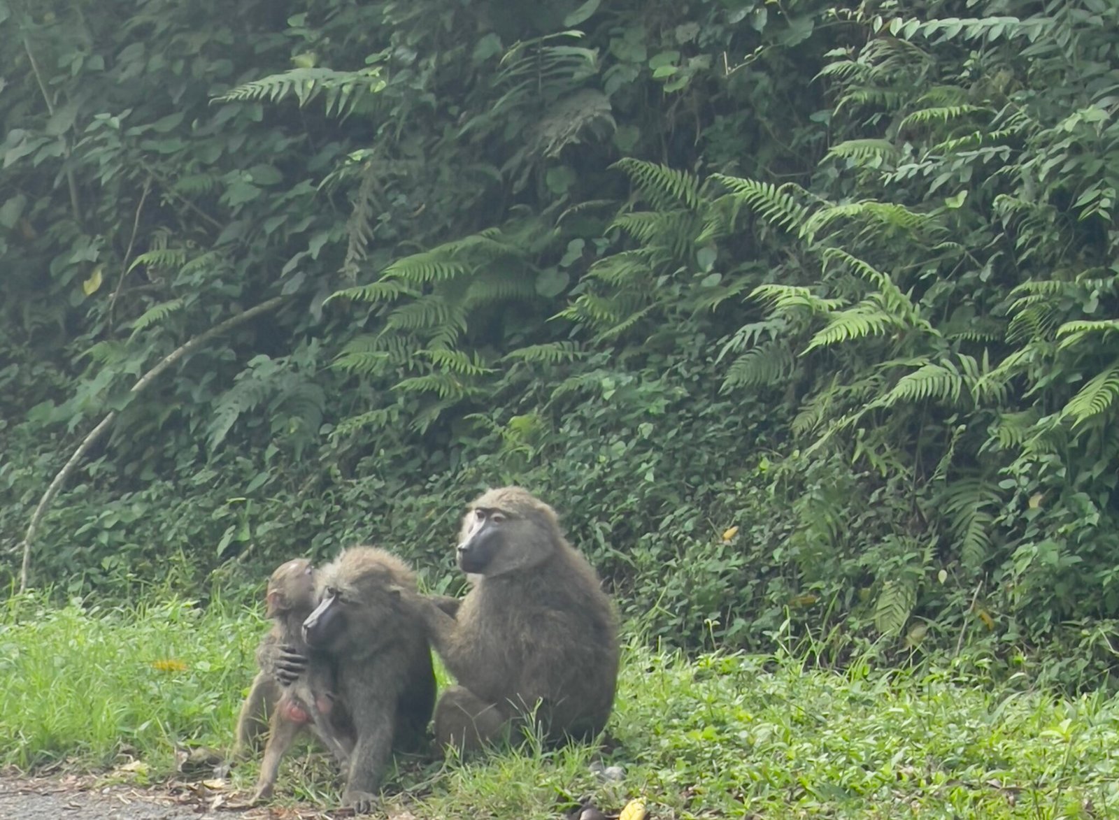 Discover Kibale Forest, Flora and Fauna of Uganda - Kibale School of ...