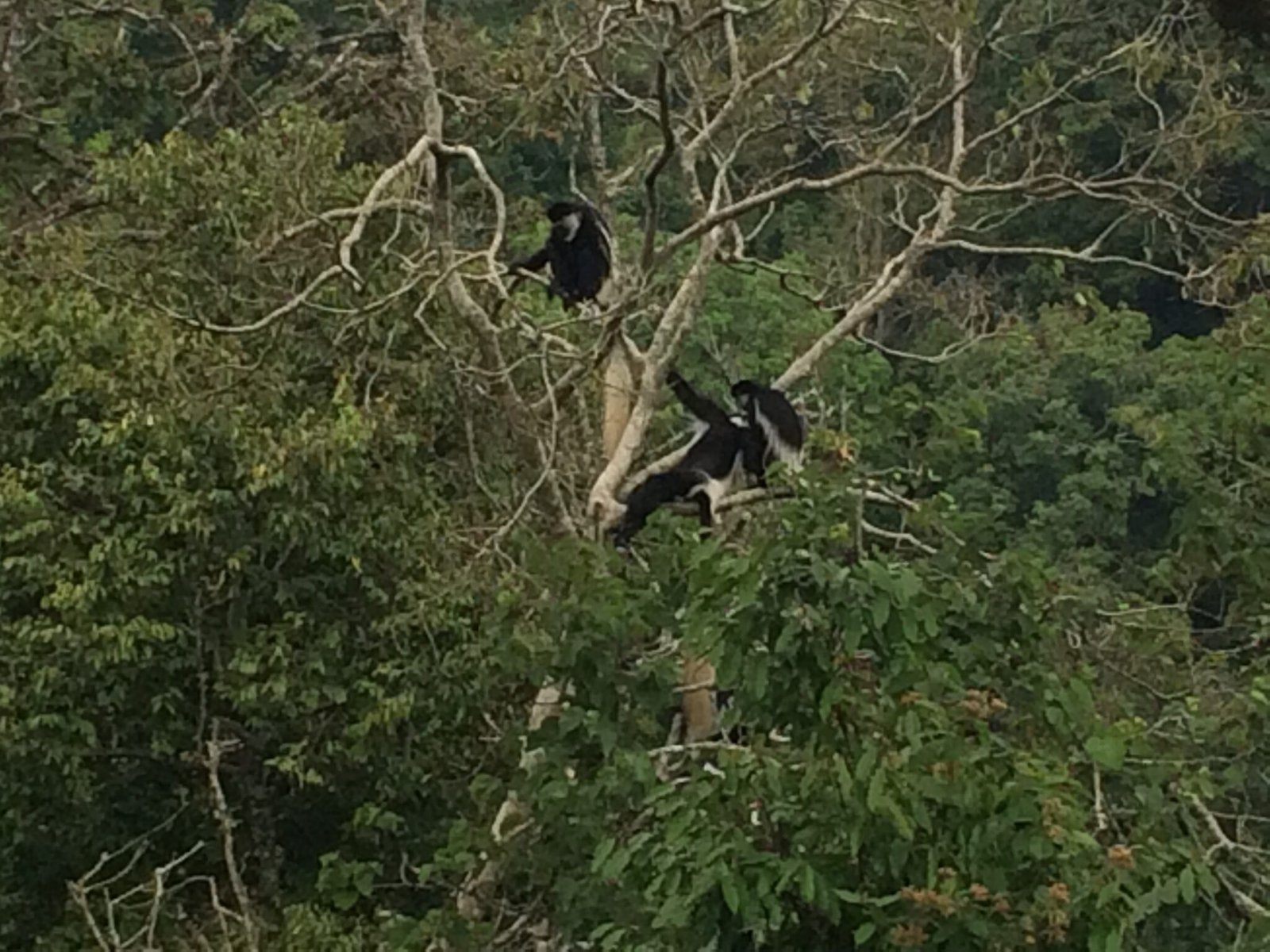 Kibale School of Wildlife Conservation: Pioneering Environmental ...